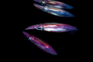 How Many Tentacles Do Squid Have?