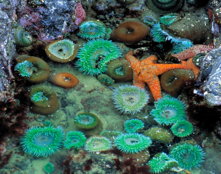 Can You Eat Sea Anemone?