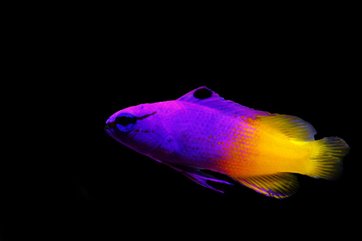 Finding Nemo Fish Species - American Oceans