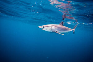 Shortfin Mako Shark