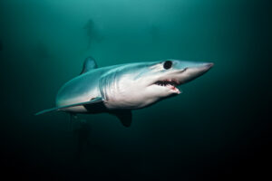 Shortfin Mako Shark