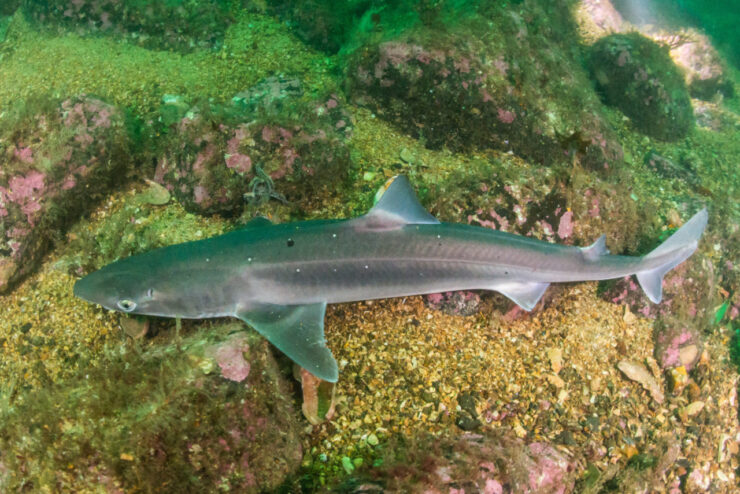 Spiny Dogfish - American Oceans