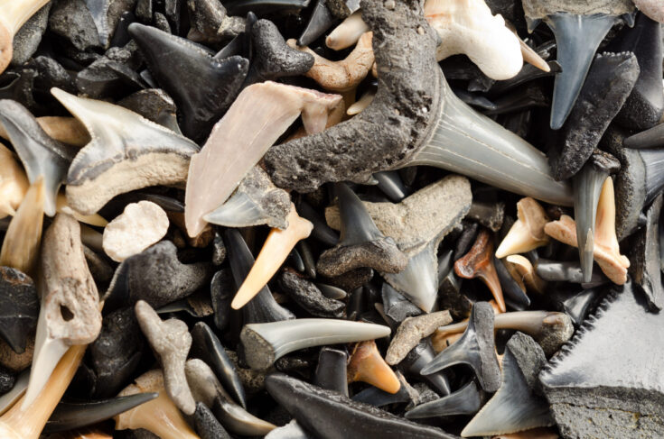 Different Types of Shark Teeth