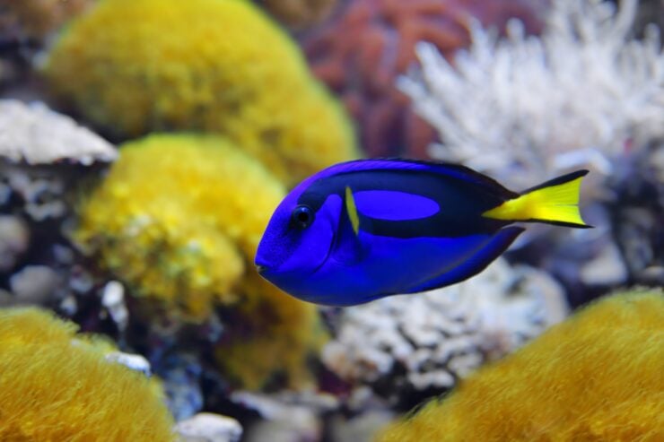 5 Most Common Caribbean Fish Species