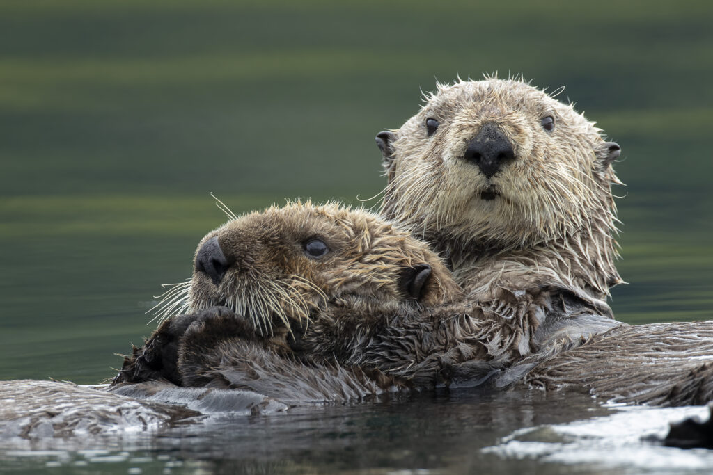 How Otters Communicate And Bond With Each Other LASY How Otters Communicate And Bond With Each Other LASY