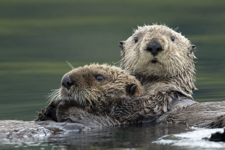 The Smartest Animal in the Ocean