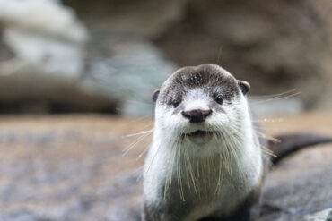 Different Types of Otters