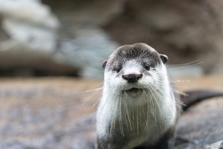 Different Types of Otters