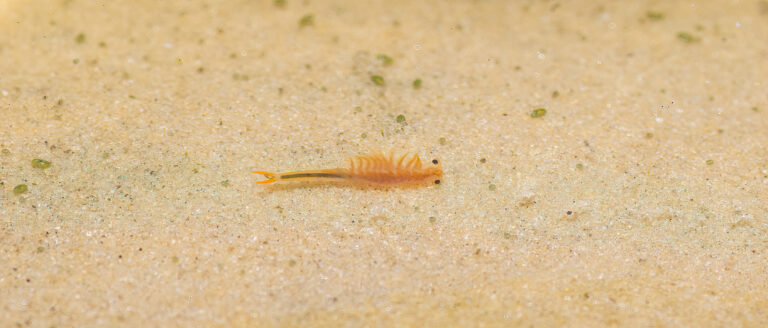 Types of Crustaceans to Know