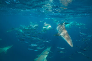 The Unbelievable Way Sharks Communicate With Each Other