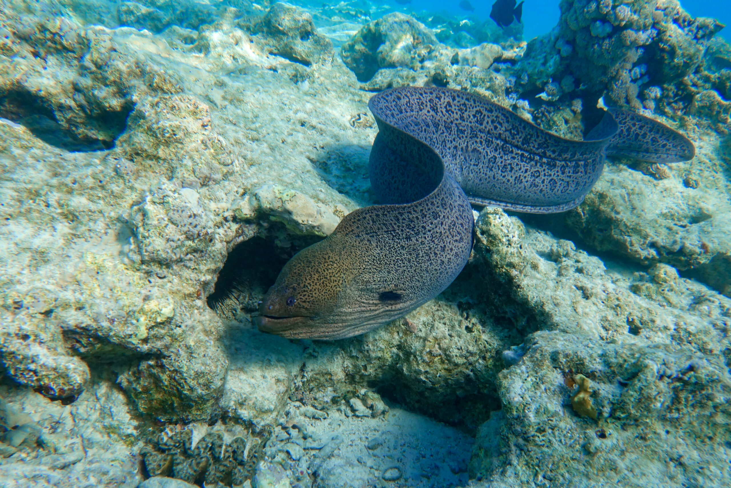 Moray Eels Eating Moray Eels Eating