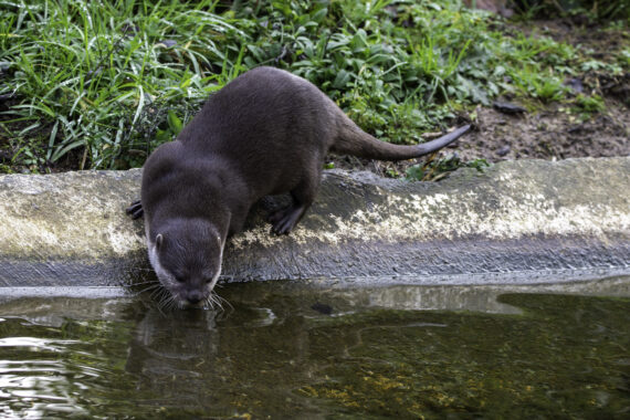 Different Types of Otters