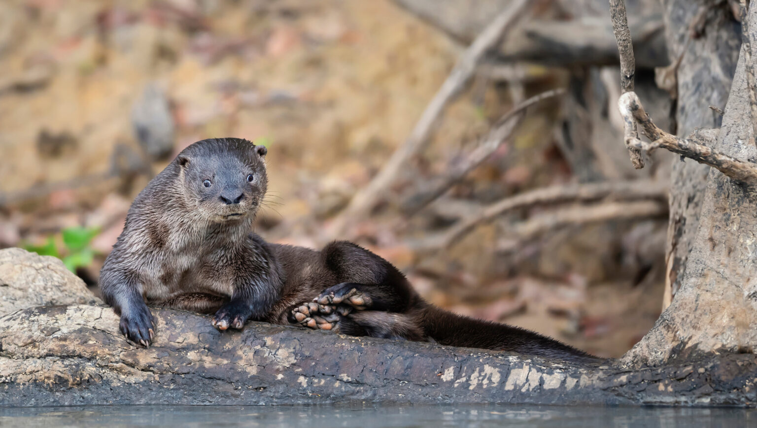 Different Types of Otters