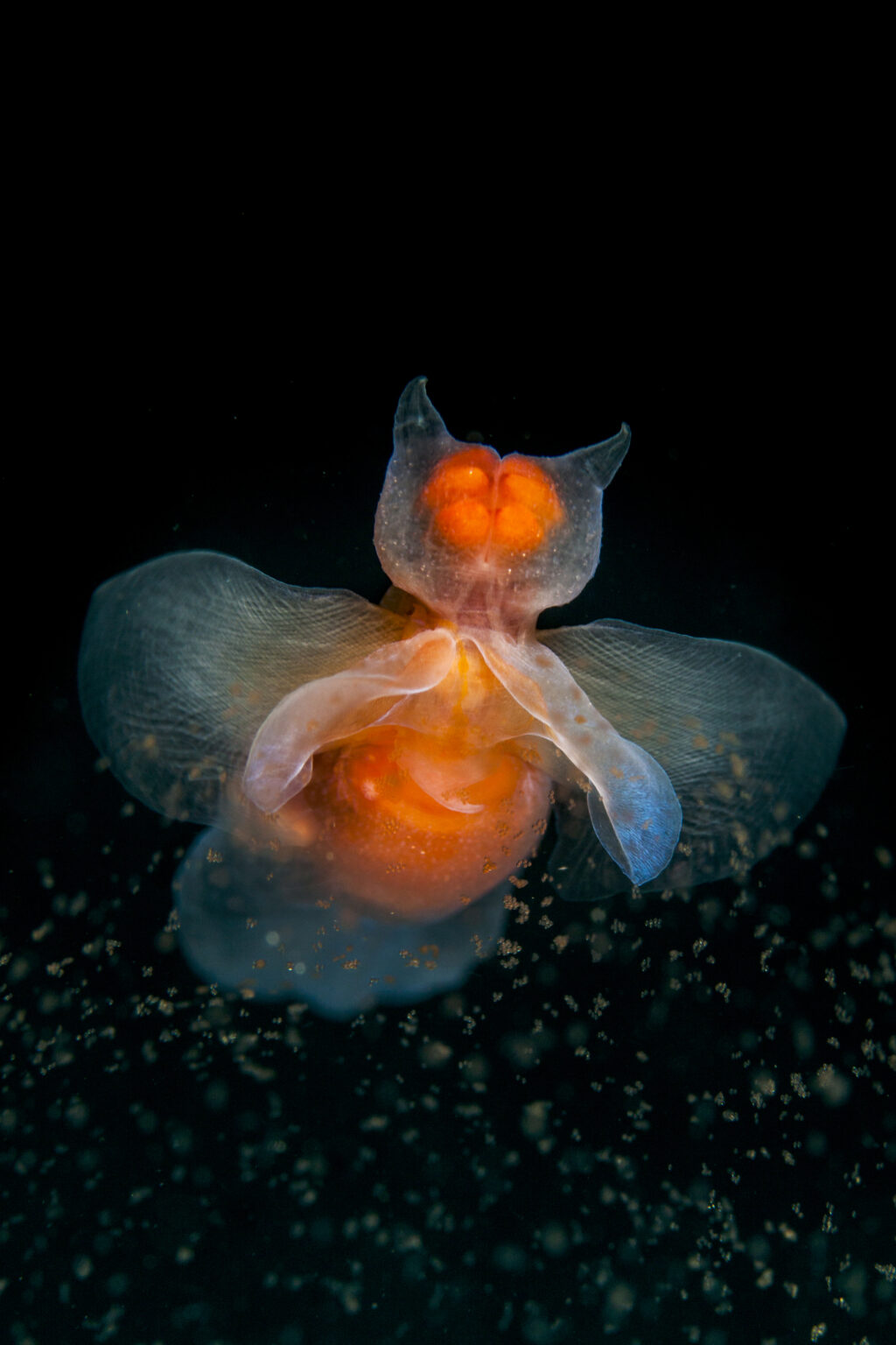 Sea Butterfly