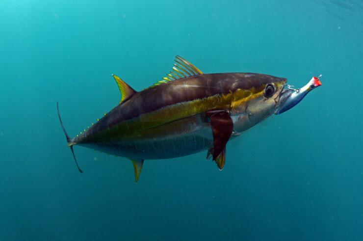 Yellowfin Tuna