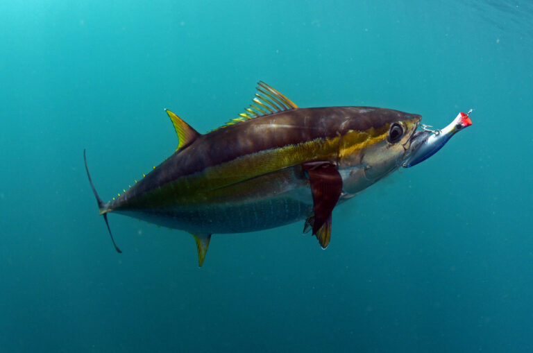 Bluefin vs Yellowfin Tuna: What's the Difference? - American Oceans
