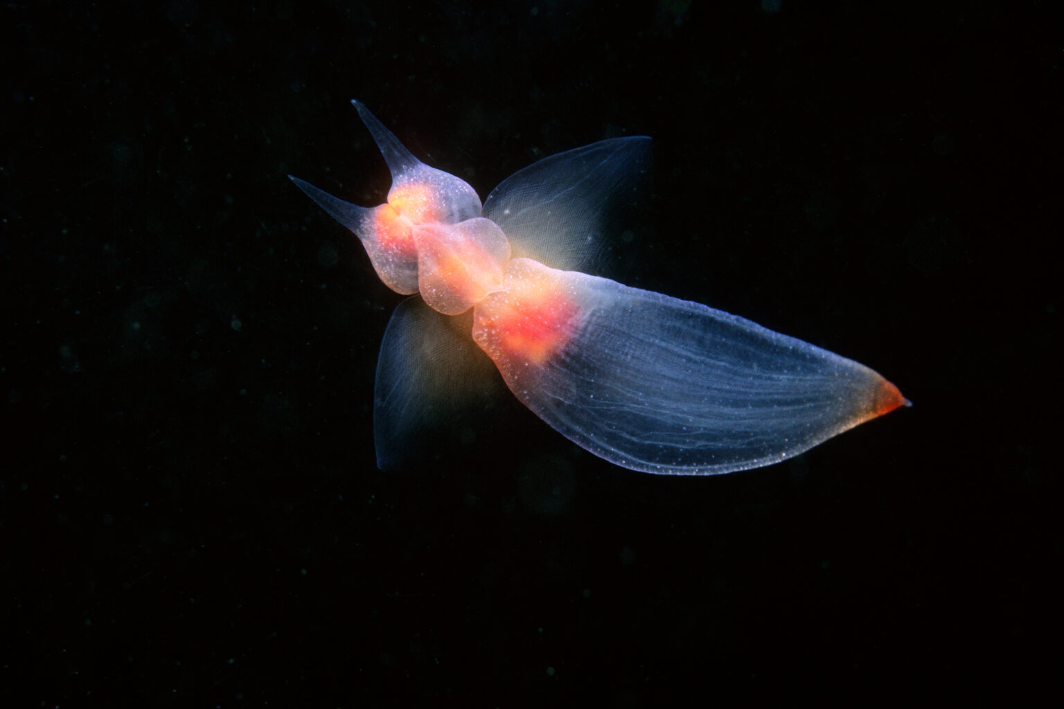 Sea Butterfly