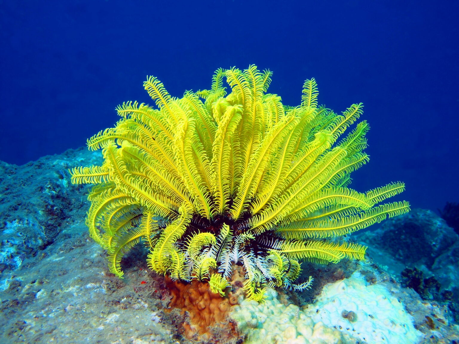Sea Lily