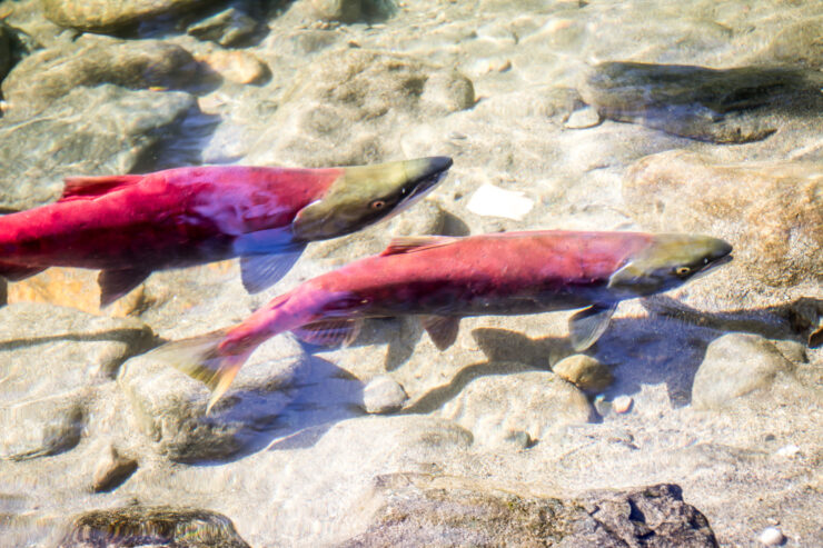 Why Is Salmon Pink?