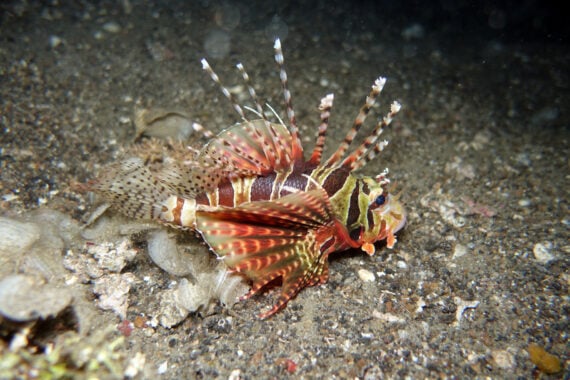Do Fish Sleep?