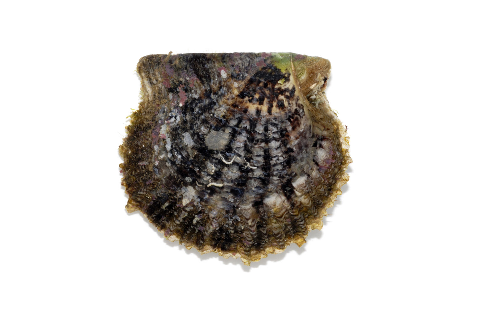A Guide to the Different Types of Oysters in the Ocean - American Oceans