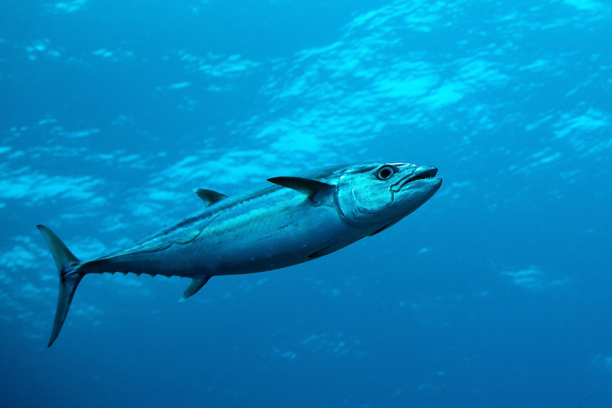 What Do Tuna Eat?
