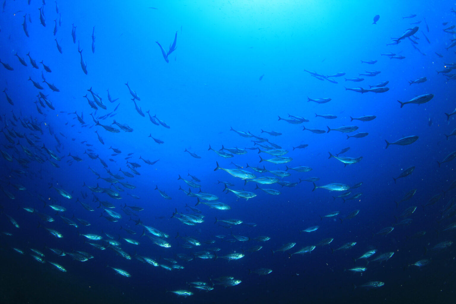 Albacore Tuna