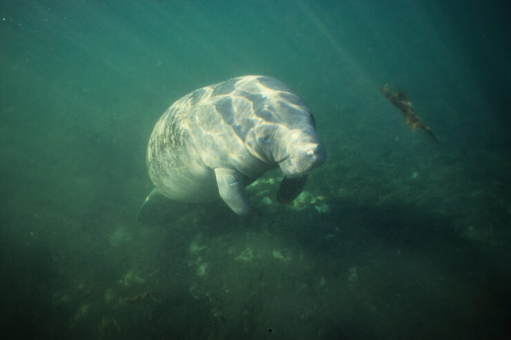 Amazonian Manatee