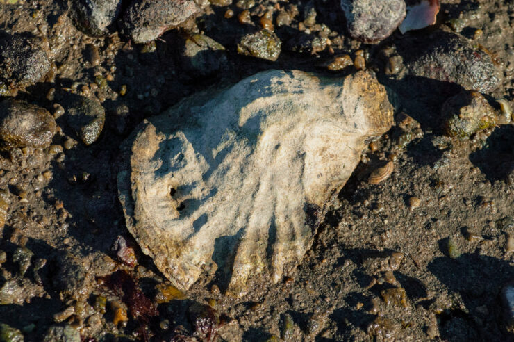 A Guide to the Different Types of Oysters in the Ocean - American Oceans