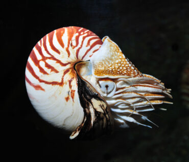 Nautilus