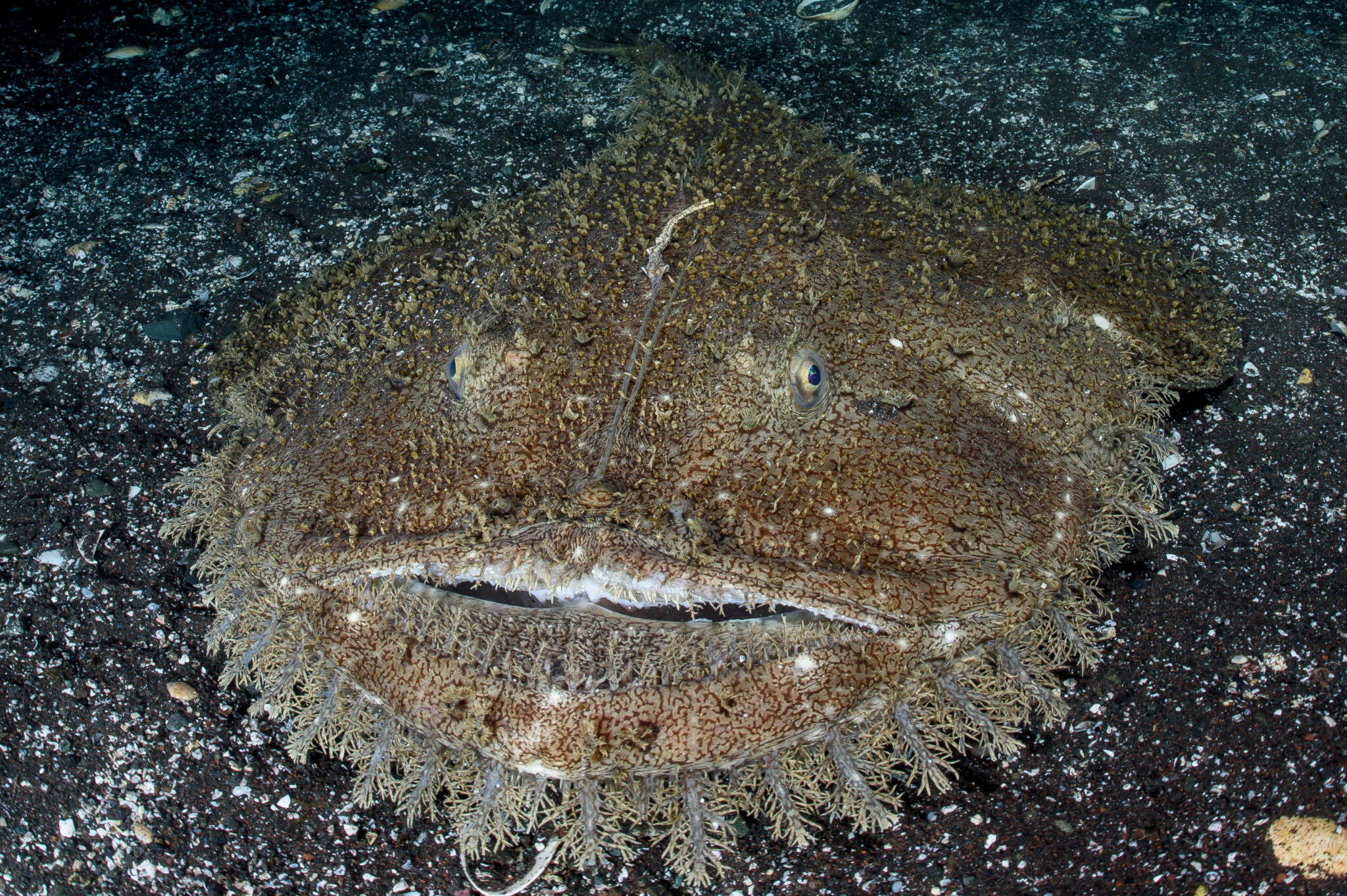 Anglerfish