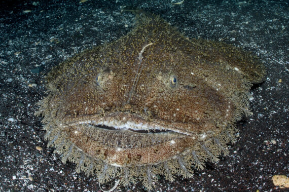 6 Ugliest Fish in the World