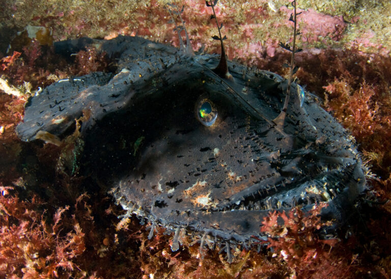 The Reason Why Deep-Sea Fish Look Like Aliens