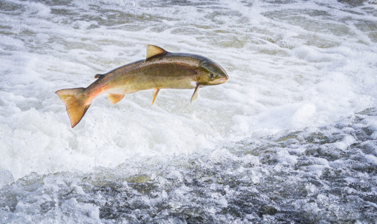Why Is Salmon Pink?