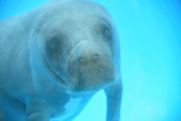Amazonian Manatee