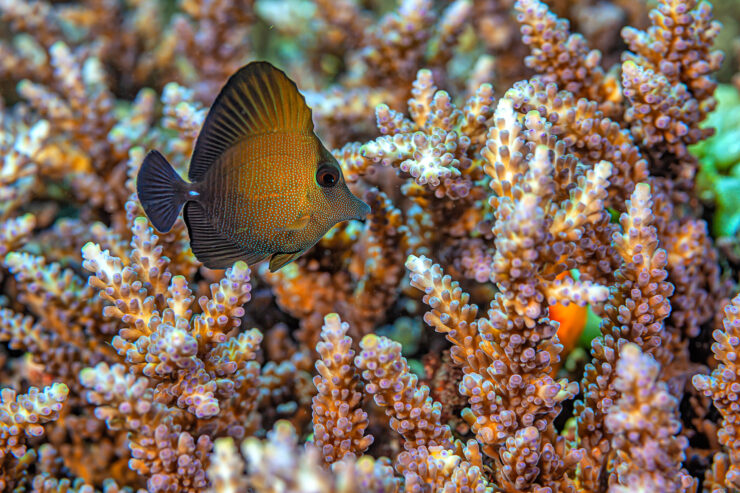 Types of Tang Fish