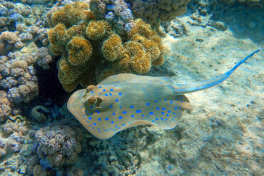 Types of Stingrays to Know