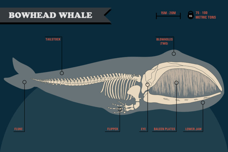 Oldest Whale Ever Recorded - American Oceans