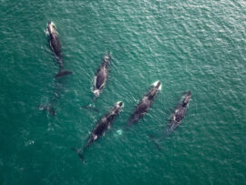 Bowhead Whale