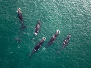 Bowhead Whale