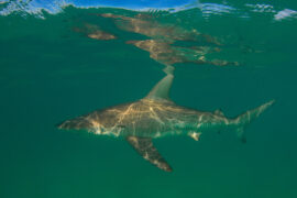 What is a Requiem Shark?