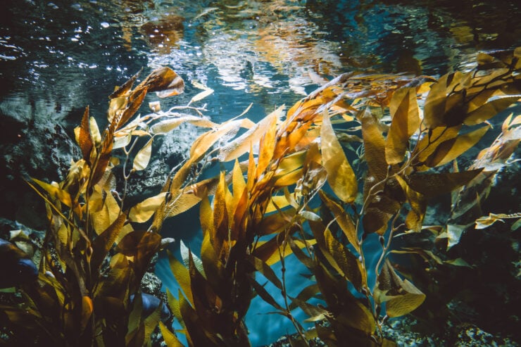 Types of Algae