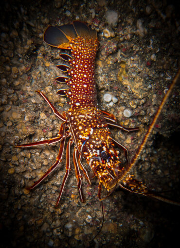 13 Types of Lobster From Around the World - American Oceans