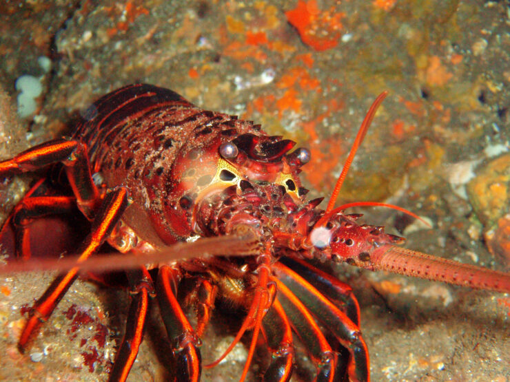13 Types of Lobster From Around the World - American Oceans