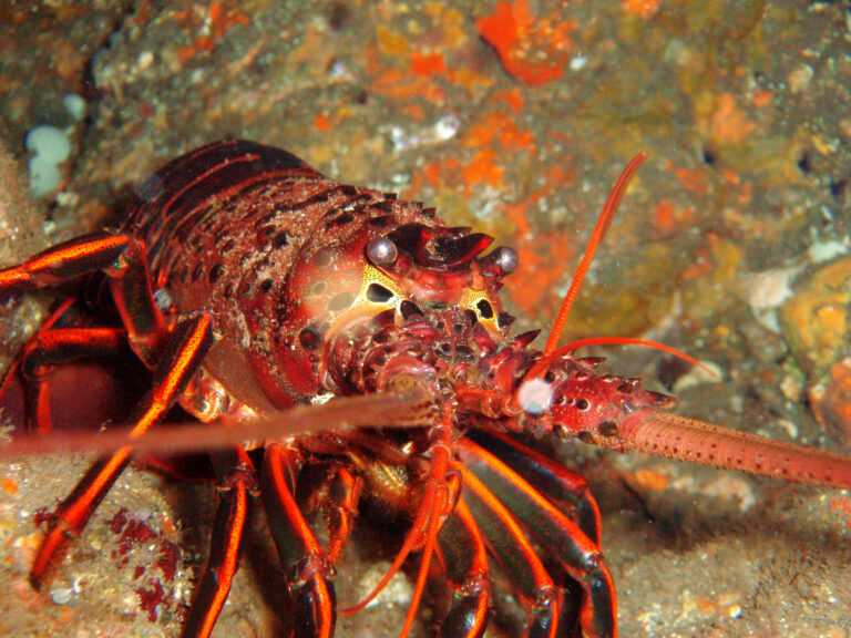 13 Types of Lobster From Around the World - American Oceans
