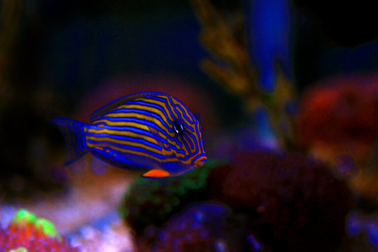 Types of Tang Fish