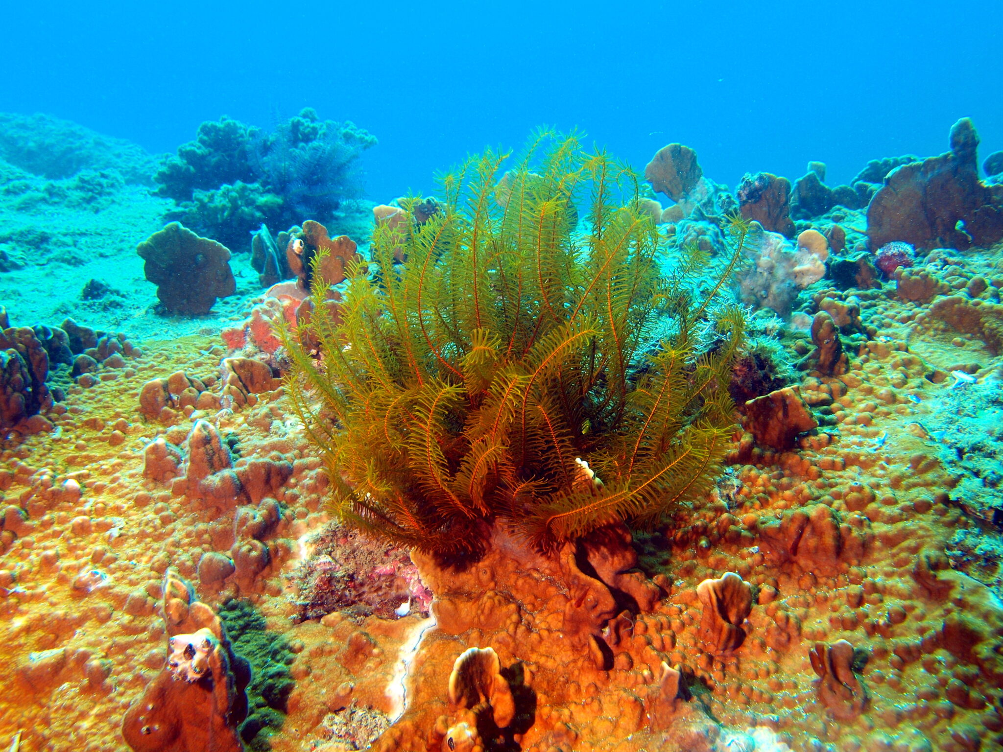 Sea Lily