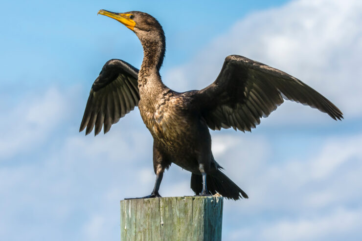 Types of Seabirds From Around the World