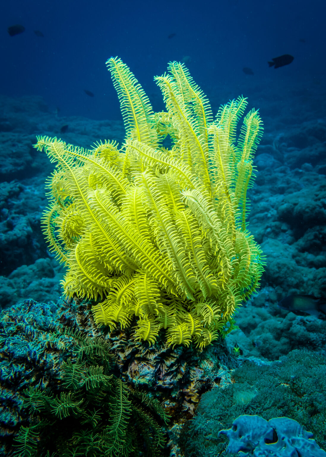 Sea Lily