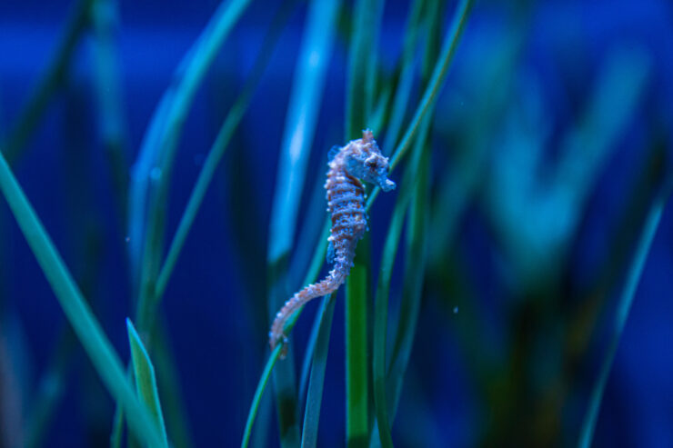 A Guide to the Different Types of Seahorses in the Ocean - American Oceans